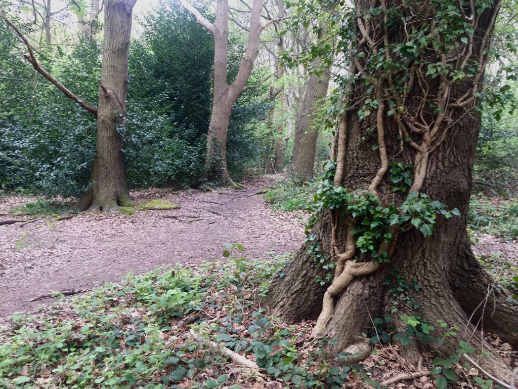 Virtual forest bathing. – Woodland Wanderings